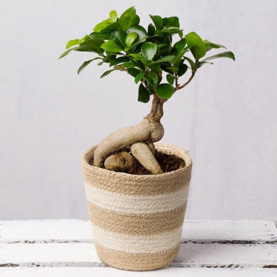 Bonsai Tree in Jute Pot – HampersByLucy.co.uk
